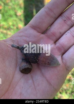 Oracle Oak (Quercus × morehus Stock Photo - Alamy