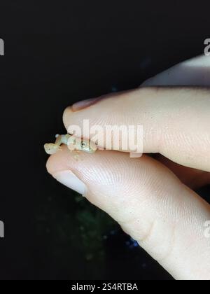 Lesser Tree Frog (Dendropsophus minutus Stock Photo - Alamy