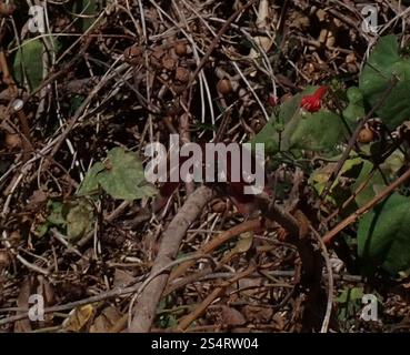 Painted Grasshawk (Neurothemis stigmatizans Stock Photo - Alamy
