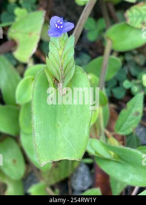Blue Ears (Cyanotis Stock Photo - Alamy