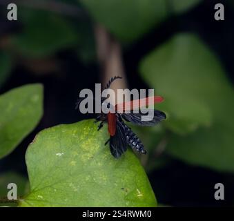 Red-winged Lycid (Porrostoma rufipenne Stock Photo - Alamy