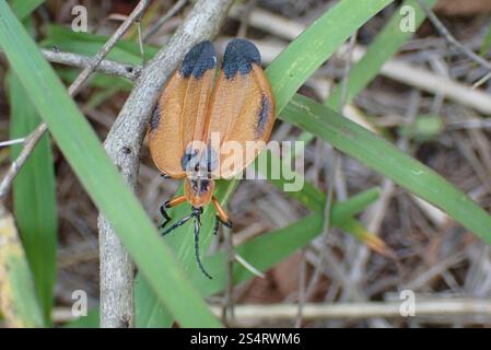 tailed net-winged beetle, Lycus trabeatus, in the bush in south africa ...