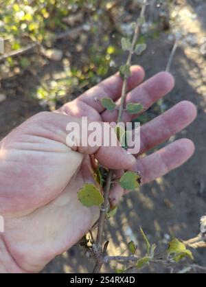 woolly desert lavender (Condea laniflora Stock Photo - Alamy