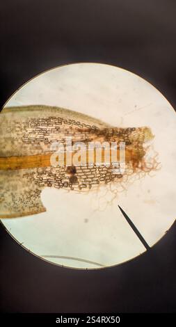 Brown Screw-moss (Syntrichia princeps Stock Photo - Alamy