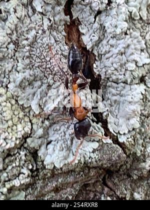 Arboreal Bicolored Slender Ant (Tetraponera rufonigra), Insecta, Краби ...