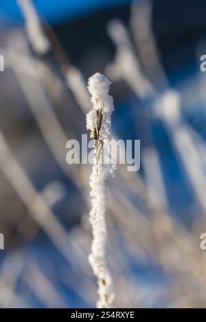 Closeup of snow covered dry grass in winter. Frozen dead wild plants ...