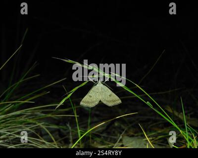 Ring Cape Moth (Amelora zophopasta), Insecta, Hobart TAS, Australia ...