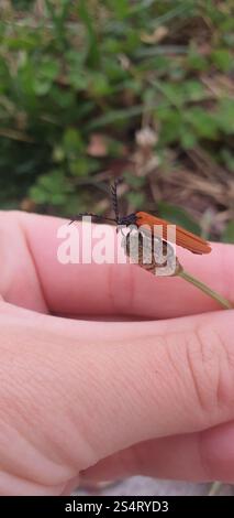 Long-nosed Lycid Beetle (Porrostoma rhipidium Stock Photo - Alamy