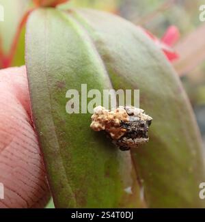 High-headed Arkys (Arkys alticephala Stock Photo - Alamy