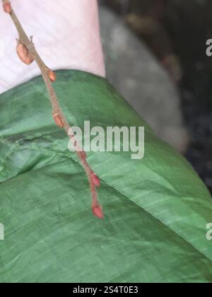Rusty Willow (Salix atrocinerea Stock Photo - Alamy