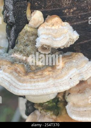 Gilled Polypore (Trametes betulina Stock Photo - Alamy