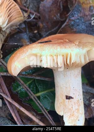 Candy Cap (Lactarius rubidus Stock Photo - Alamy