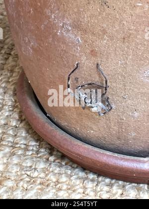 Victorian Huntsman Spider (Isopedella victorialis Stock Photo - Alamy