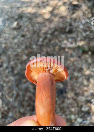 Southern Candy Cap (Lactarius rufulus), Fungi, Reinhardt Redwood ...