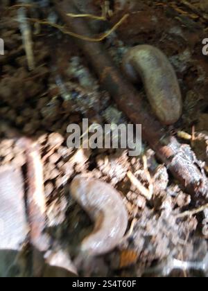 Chinese Slug (Meghimatium bilineatum Stock Photo - Alamy