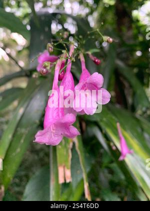 Strobilanthes hamiltoniana - Chinese rain bell flowers Stock Photo - Alamy