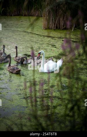 Mute Swan cygnets on the River Brathay, Ambleside, Lake District, UK ...