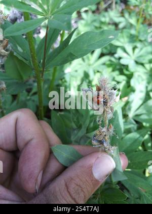 Casey's Lady Beetle (Hippodamia caseyi Stock Photo - Alamy