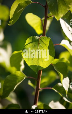 A closeup shot of a bright green Maple leaf at Horth Hill Regional Park ...