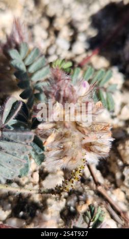 Hairy Prairie Clover (Dalea mollis), Plantae, Santa Rosa and San ...