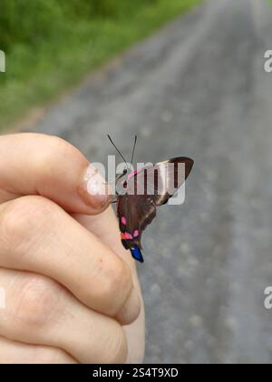 (Rhetus periander arthuriana Stock Photo - Alamy