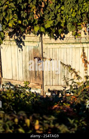 Overgrown by plants old abandoned building interior Stock Photo - Alamy