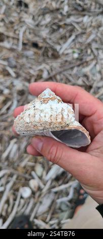 Cook's Turban (Cookia sulcata Stock Photo - Alamy