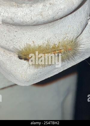 Edwards' Wasp Moth (Lymire edwardsii Stock Photo - Alamy
