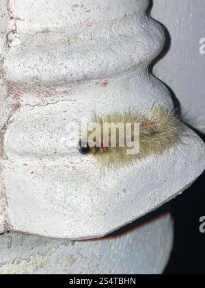 Edwards' Wasp Moth (Lymire edwardsii Stock Photo - Alamy