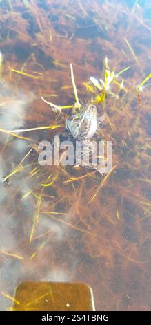 Cape Platanna (Xenopus gilli Stock Photo - Alamy