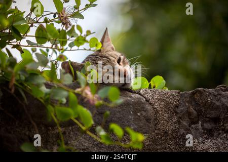 Closeup of a cat sleeping on a stone Stock Photo - Alamy