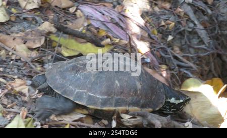 The Malayan snail-eating turtle (Malayemys macrocephala) is a species ...