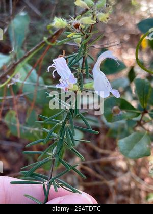 Largeflower False Rosemary (Conradina grandiflora Stock Photo - Alamy