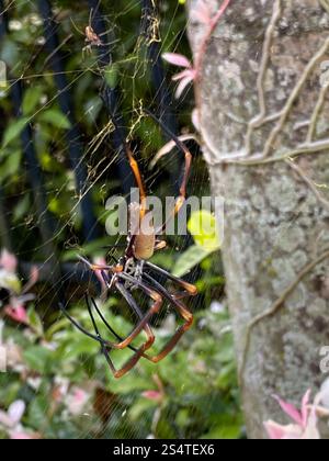 Tiger Spider (Trichonephila plumipes Stock Photo - Alamy