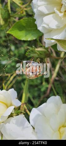 Australian Garden Orb Weaver (Hortophora transmarina Stock Photo - Alamy