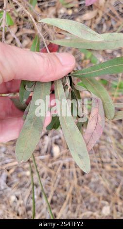 bluejack oak (Quercus incana Stock Photo - Alamy