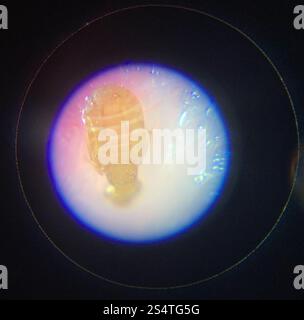 Domestic Booklice (Liposcelis Stock Photo - Alamy