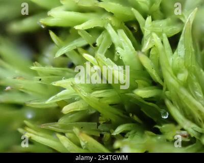 Yellow Crisp-moss (Tortella flavovirens Stock Photo - Alamy