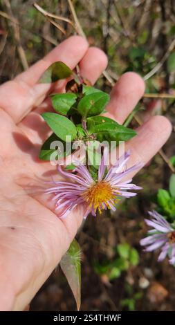 Climbing Aster (Ampelaster carolinianus Stock Photo - Alamy
