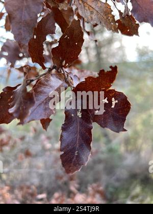 Macedonian Oak (Quercus trojana Stock Photo - Alamy