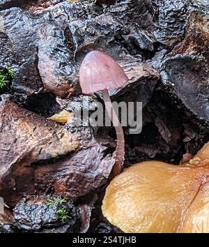 purple-edge bonnet (Mycena purpureofusca Stock Photo - Alamy