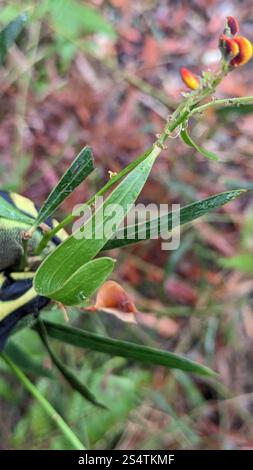 narrow leaf bitter pea (Daviesia corymbosa Stock Photo - Alamy