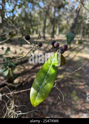 American olive (Cartrema americana Stock Photo - Alamy