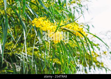 Blossoming of mimosa tree (Acacia pycnantha, golden wattle) close up in ...