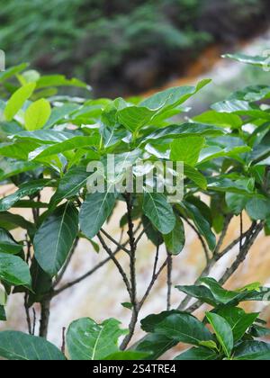 Hauili fig tree (Ficus septica Stock Photo - Alamy