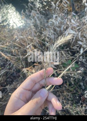 river wild rye (Elymus riparius), Plantae, Quaker Hill, CT 06375, USA ...