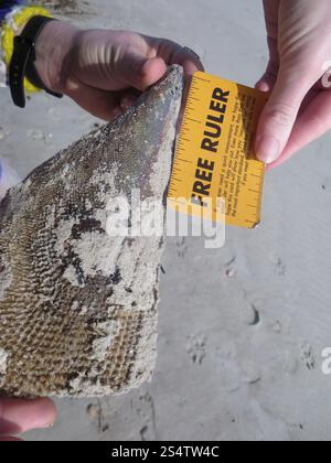 Sawtooth Pen Shell (Atrina serrata Stock Photo - Alamy