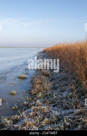 Reeds frozen in lake, Cambridgeshire, England, UK Stock Photo - Alamy