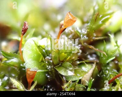 Common Pottia (Tortula truncata Stock Photo - Alamy