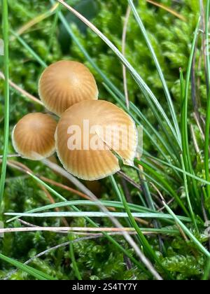 Moss Bells (Galerina Stock Photo - Alamy